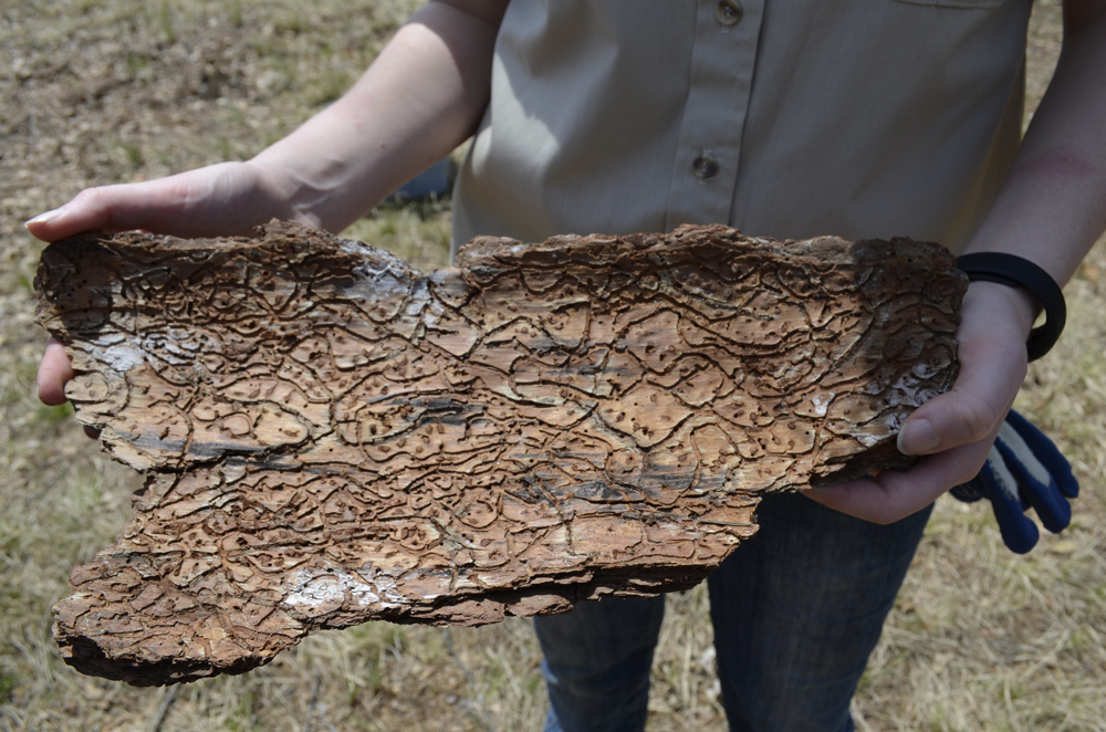 Across Long Island, a race to keep up with the southern pine beetle ...