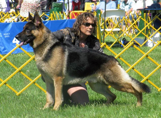 German shepherd from Riverhead headed to Westminster Dog Show ...