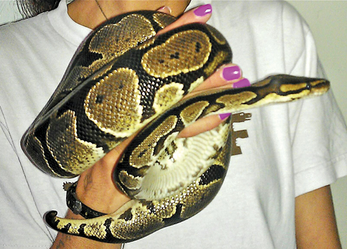 Suffolk Times: Python found on top of woman’s TV - Riverhead News ...