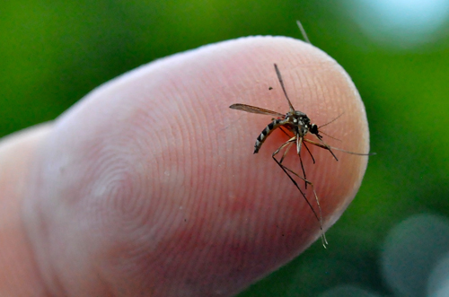 Health Column: Mosquito myths get debunked - Riverhead News Review Archives