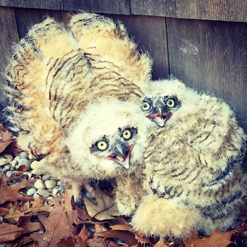 Video: More baby owls rescued from nest in Southold - Riverhead News ...