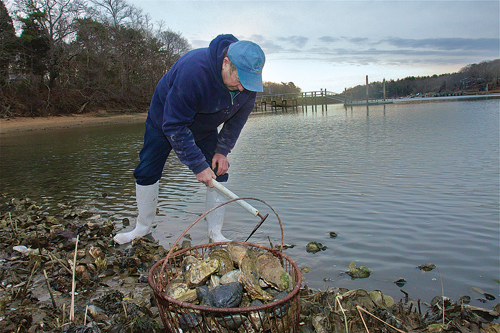 Governments team up to help open shellfishing areas - Riverhead News ...