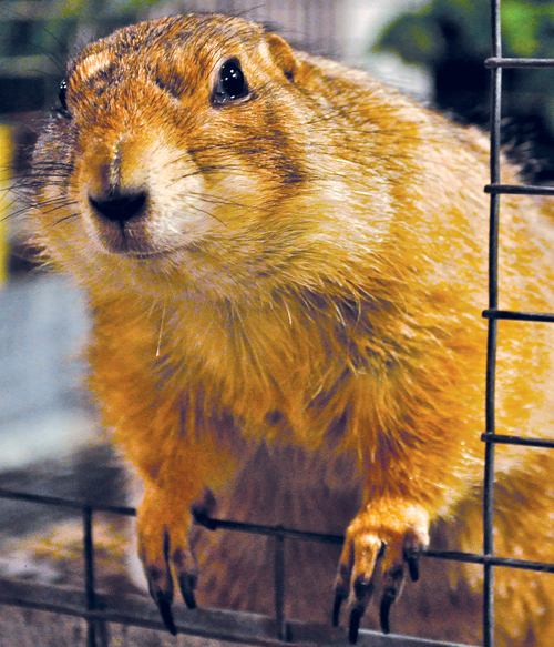 Southold, where the prairie dogs roam - Riverhead News Review Archives